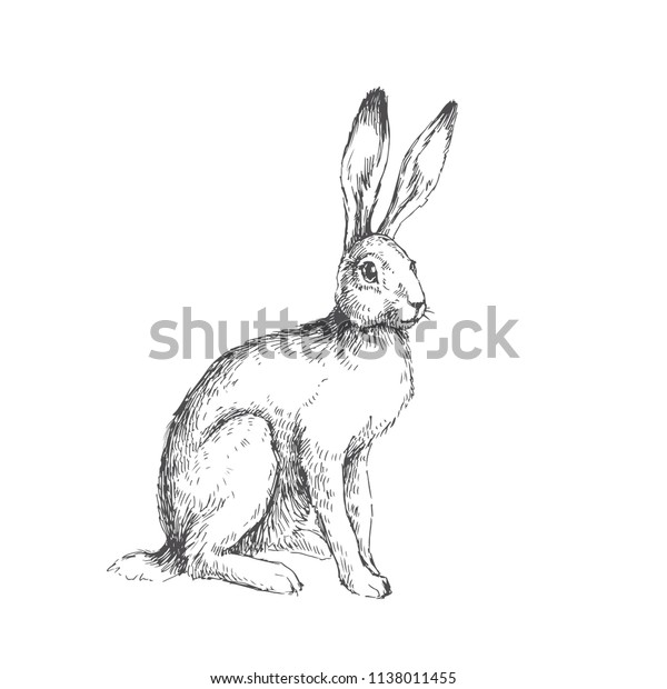 Vector Vintage Illustration Sitting Hare Isolated Stock Vector (Royalty ...