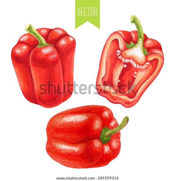 17,387 Paprika drawing 이미지, 스톡 사진 및 벡터 | Shutterstock