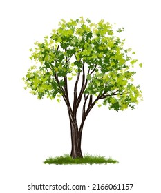 Vector Watercolor Tree Side View Isolated Stock Vector (Royalty Free ...
