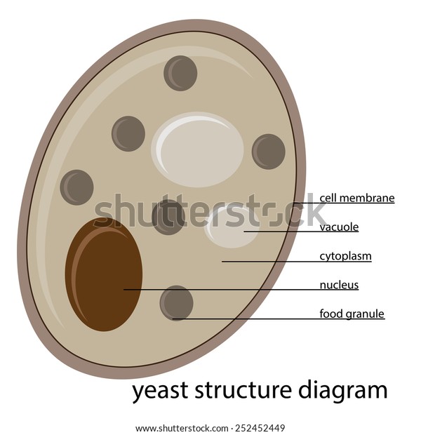 Vector Yeast Structure Diagram Description Stock Vector (Royalty Free ...