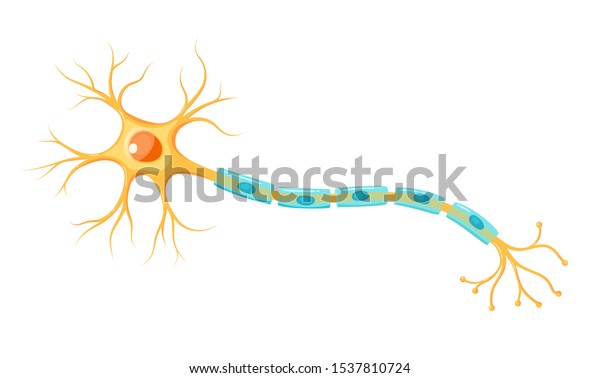 Vector Yellow Neuron Isolated On White Stock Vector (Royalty Free ...