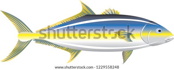 Vector Yellowtail Amberjack Marine Fish Stock Vector (Royalty Free ...