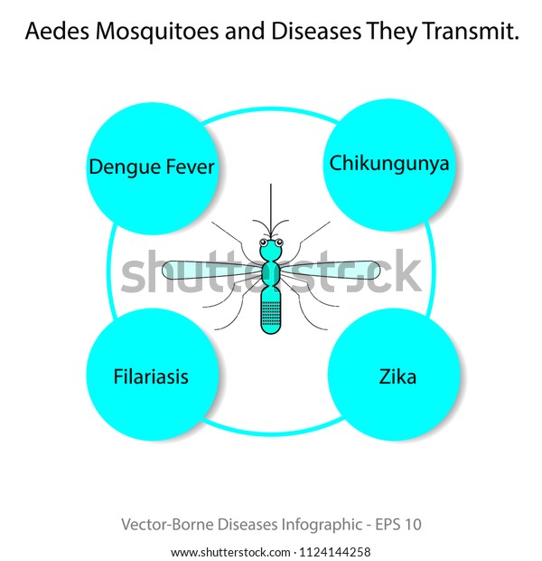 Vectorborne Diseases Infographic Aedes Mosqitoes Diseases Stock Vector ...