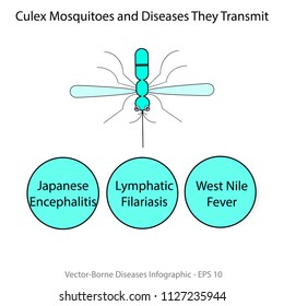 Vectorborne Diseases Infographic Culex Diseases They Stock Vector ...