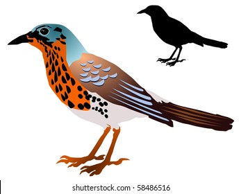 13 Missel thrush Images, Stock Photos & Vectors | Shutterstock