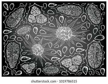 83 Pandanus drawing Images, Stock Photos & Vectors | Shutterstock
