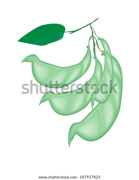 Vegetable Herb Vector Illustration Pods Leaves Stock Vector (Royalty ...