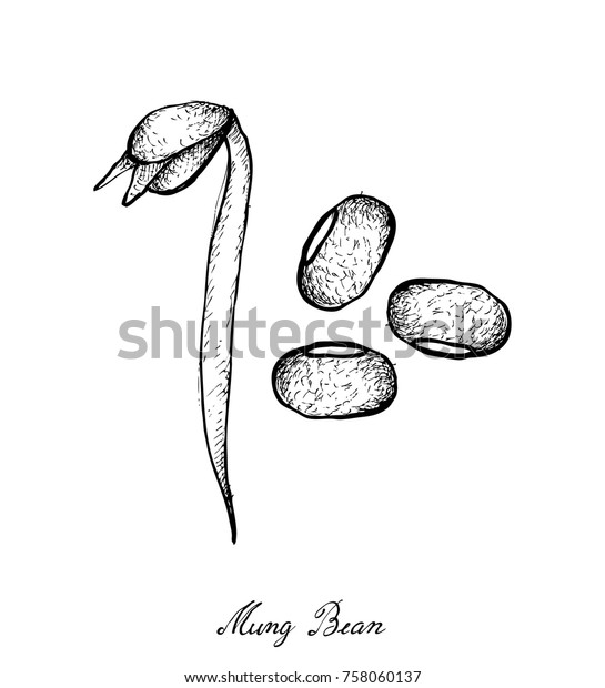 Vegetable Illustration Hand Drawn Sketch Fresh Stock Vector (Royalty ...