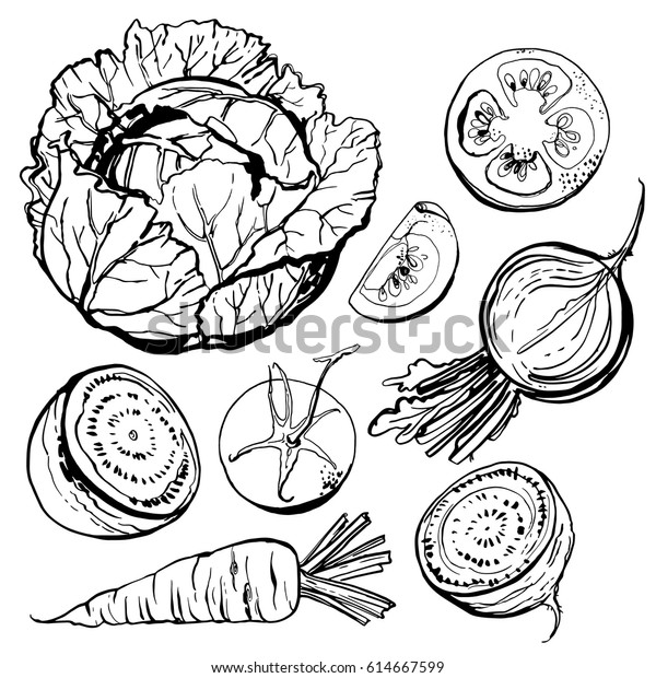 Vegetables Drawn Ink On White Background Stock Vector (Royalty Free ...