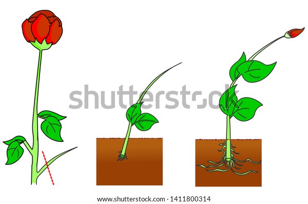 Vegetative Propagation Types Plants Roses Reproduction Stock Vector ...
