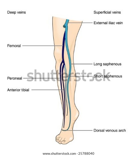 Veins Leg Labeled: vector de stock (libre de regalías) 25788040 ...