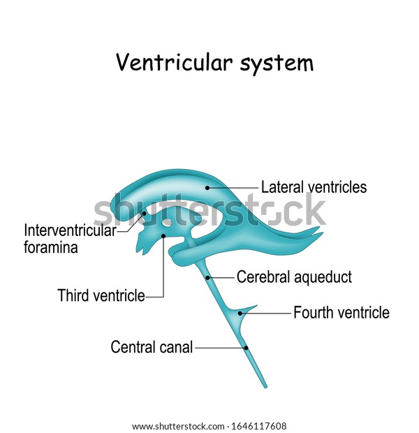 Ventricular system anatomy. Vector illustration for medical, science ...