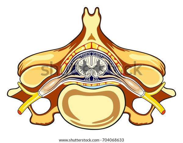 Vertebra Cross Section of Human Body Anatomy infographic diagram ...