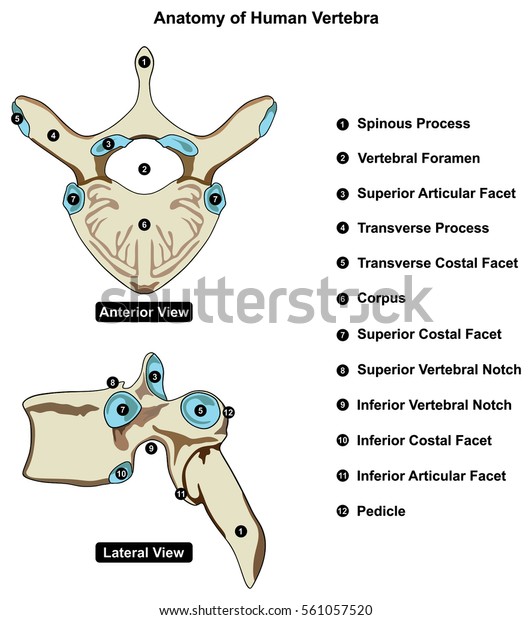 Vertebra Vertebral Column Human Body Anatomy Stock Vector (Royalty Free ...
