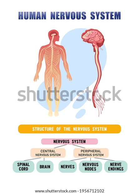 Vertical Poster Silhouette Human Body Diagram 스톡 벡터(로열티 프리) 1956712102 ...