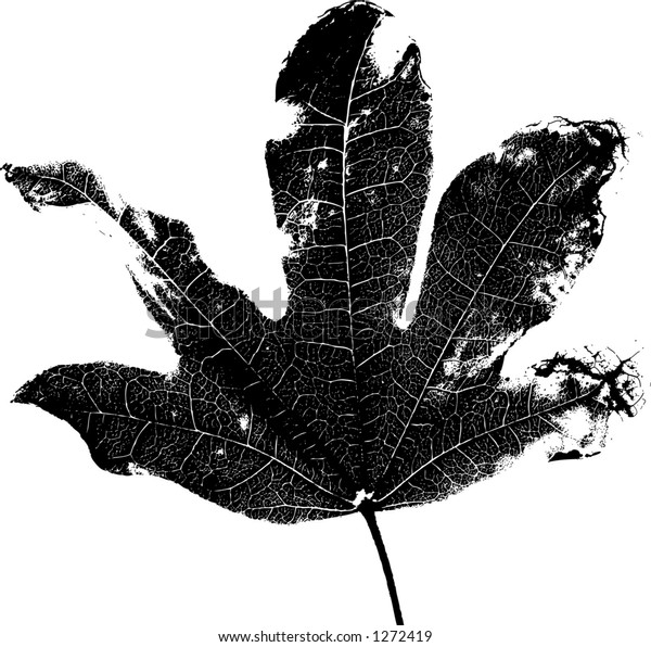 Very Detailed Vector Illustration Leaf Stock Vector (Royalty Free ...