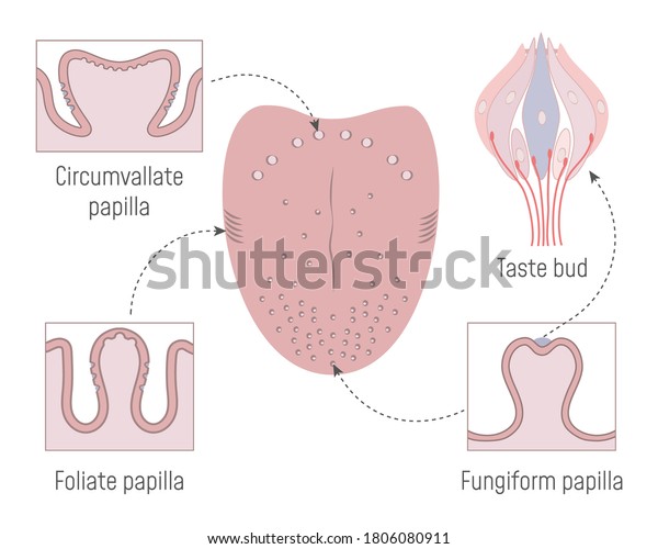 36 Foliate Papilla Images, Stock Photos & Vectors | Shutterstock