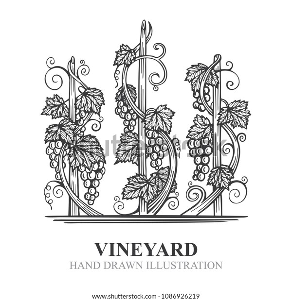 Vineyard Hand Drawn Sketch Grape Vine Stock Vector (Royalty Free ...
