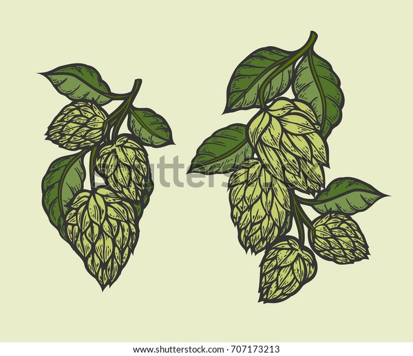 Vintage Designs Set Hops Leaves Hop Stock Vector (Royalty Free) 707173213