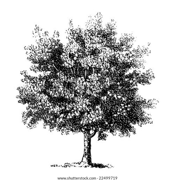 Vintage Detailed Vector Tree Chestnut Stock Vector (Royalty Free) 22499719
