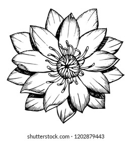 Outline Drawing Flower Gazania White Background: vector de stock (libre ...