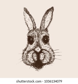 Vintage Graphic Rabbit Vector Print Stock Vector (Royalty Free ...