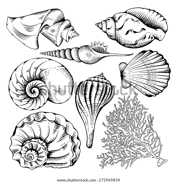 Vintage Hand Drawn Collection Various Seashell Stock Vector (Royalty ...