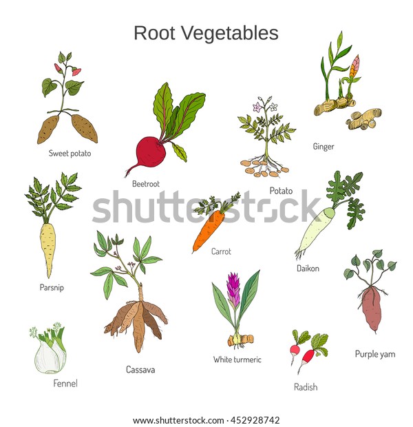 Vintage Hand Drawn Root Vegetables Set Stock Vector (Royalty Free ...