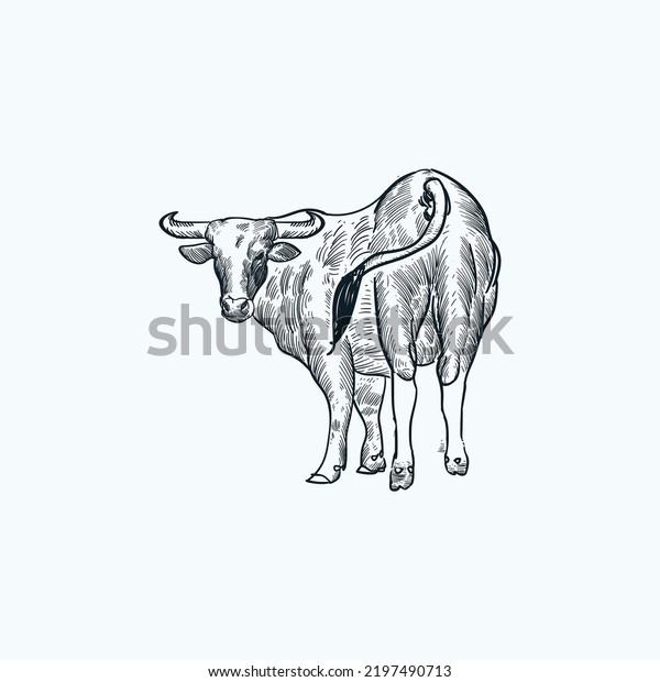 Vintage Hand Drawn Sketch Back Bull Stock Vector (Royalty Free ...