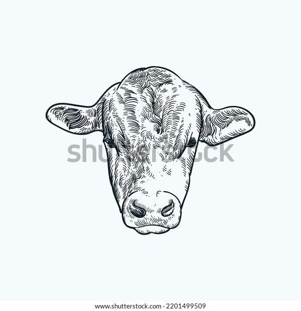 Vintage Hand Drawn Sketch Red Angus Stock Vector (Royalty Free ...
