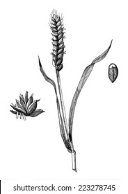2,951 Wheat botanical drawing Images, Stock Photos & Vectors | Shutterstock