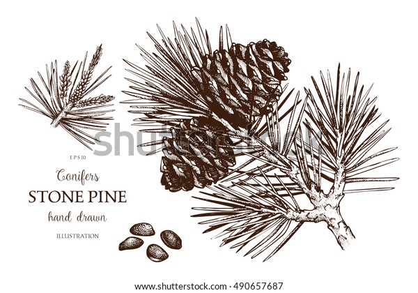 Vintage Stone Pine Illustration Hand Drawn 库存矢量图（免版税）490657687