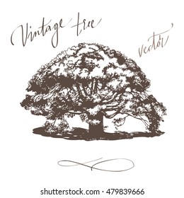 Vintage Tree Vector Illustration Stock Vector (Royalty Free) 479839666 ...