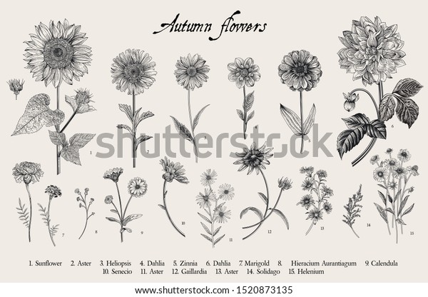 Vintage Vector Botanical Illustration Set Autumn Stock Vector (Royalty ...