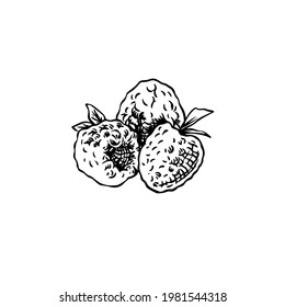 Vintage Vector Engraving Raspberry Fruit Stock Vector (Royalty Free ...