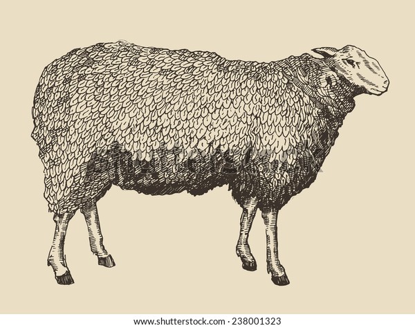 Vintage Vector Illustration Engraving Sheep Isolated Stock Vector
