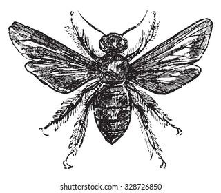 743 Carpenter bees Stock Illustrations, Images & Vectors | Shutterstock