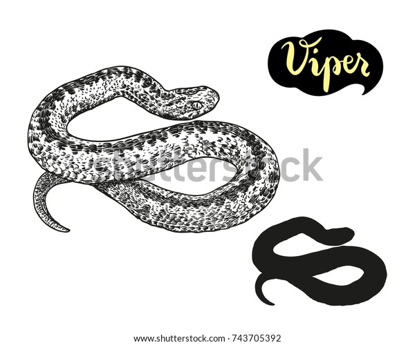 Viper Vector Hand Draw Illustration Isolated Stock Vector (Royalty Free ...
