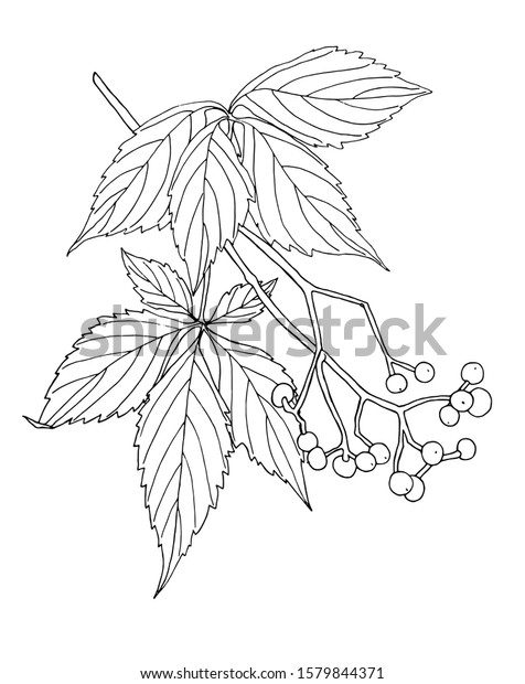 Virginia Creeper Coloring Page Botanical Illustration Stock Vector ...