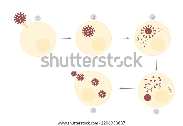 Virus Life Cycle Infection Step Specific Stock Vector (Royalty Free ...