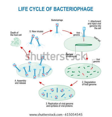 Viruses Life Cycle Example Bacteriophage Bacteria Image vectorielle de ...