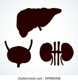 Healthy Viscera System Part On White: vector de stock (libre de ...