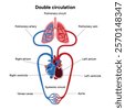 Human Circulatory Systems Photos and Images | Shutterstock