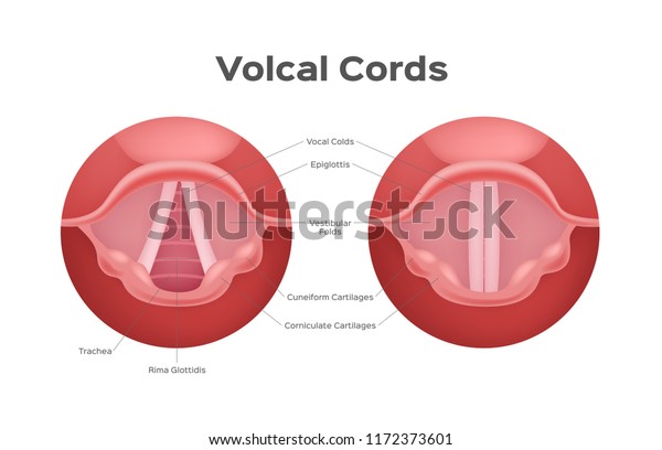 Vocal Cord Vector Organ Anatomy Voice Stock Vector (Royalty Free ...