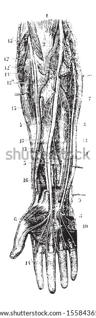 Volar Aspect Forearm Right Side Vintage Stock Vector (Royalty Free ...