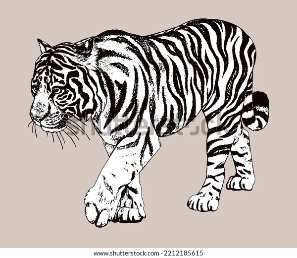 Walking Black White Tiger Vector Illustration Stock Vector Royalty