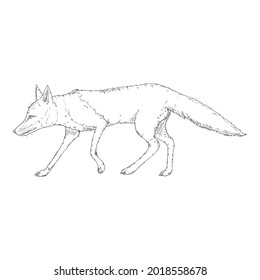 2,210 Fox Side View Images, Stock Photos & Vectors | Shutterstock