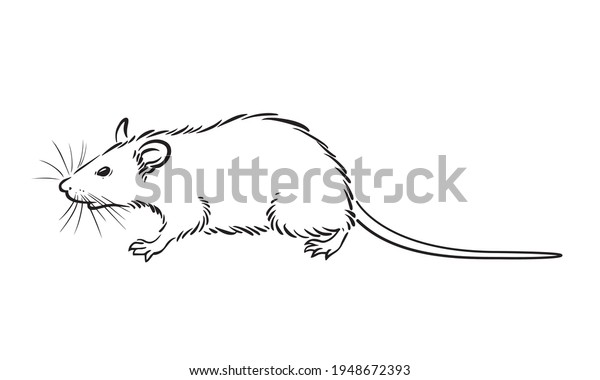 Walking Rat Line Drawing On White Stock Vector (Royalty Free ...