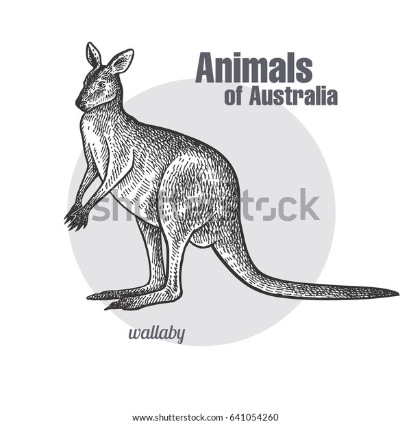 Wallaby Kangaroo Hand Drawing Animals Australia Stock Vector (Royalty ...
