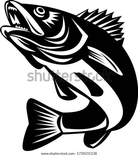 Walleye Fish Jumping Isolated Black White Stock Vector (Royalty Free ...